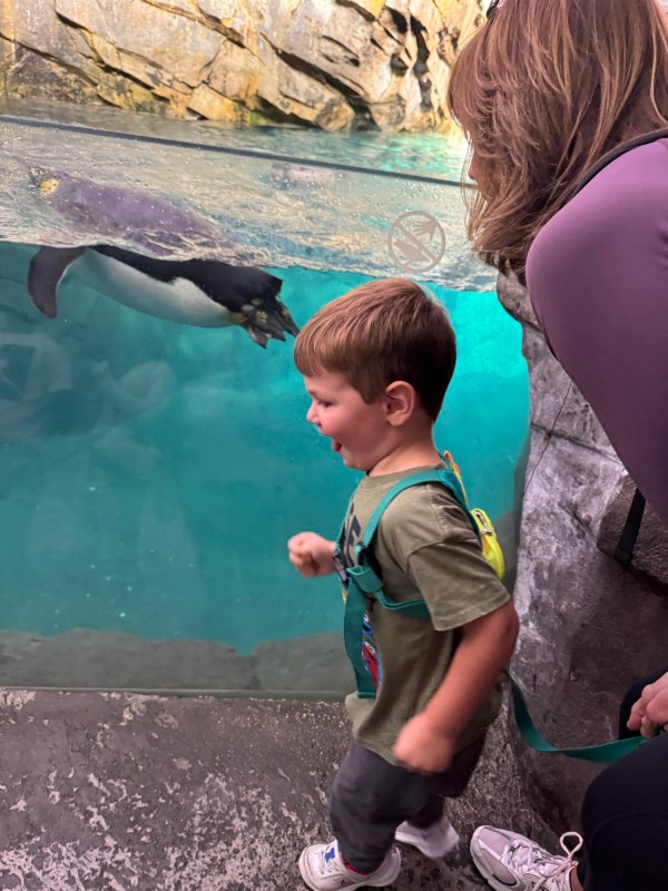Experiencing SeaWorld Orlando With Toddlers – The Best Baby and Toddler ...